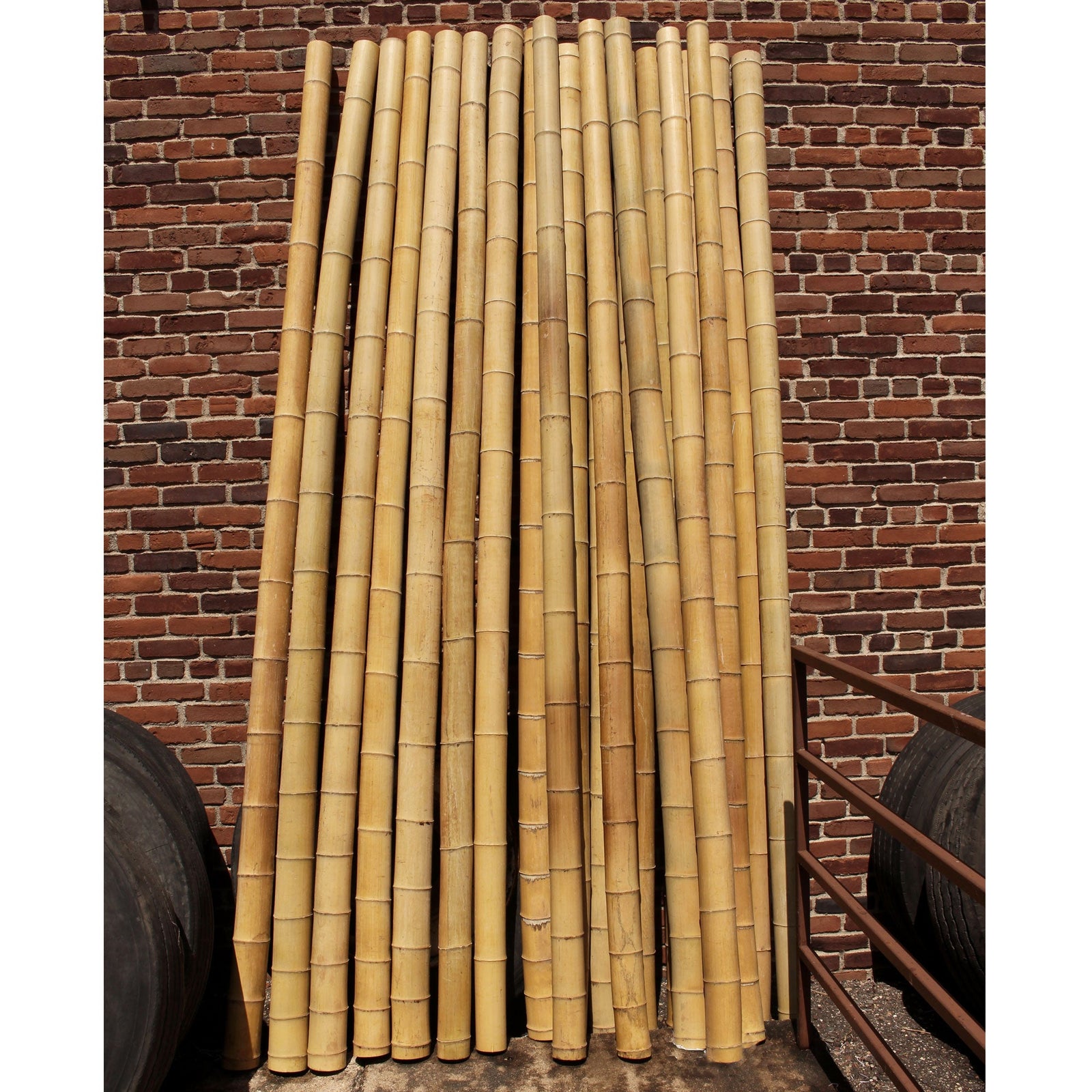 Thick Bamboo Poles, 10 Feet Long