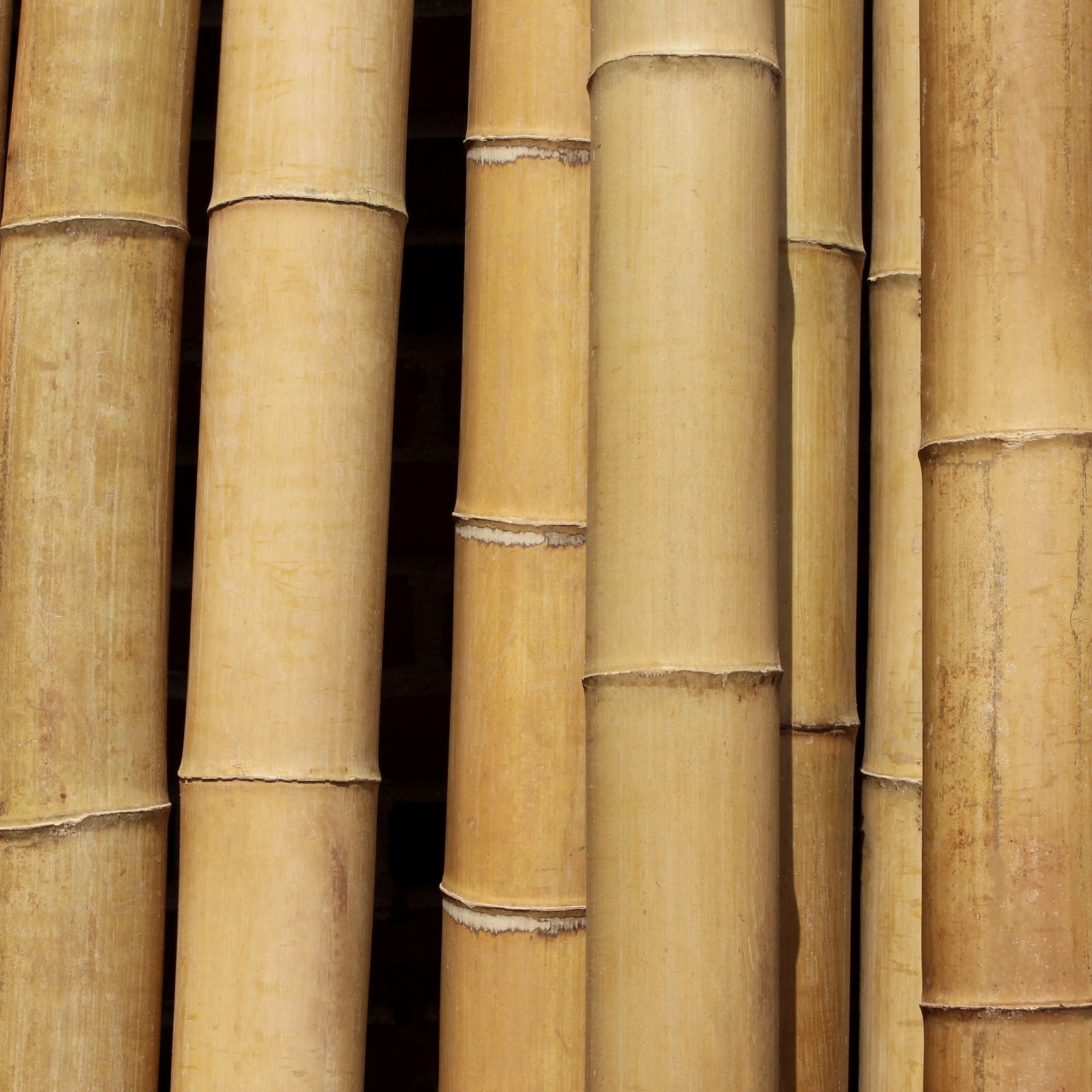 Thick Bamboo Poles, 10 Feet Long
